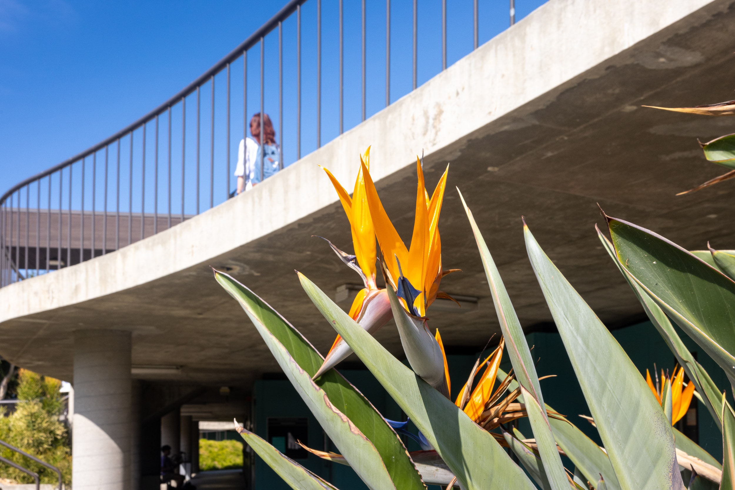 Eight ways CSULB is conserving water | California State University Long ...