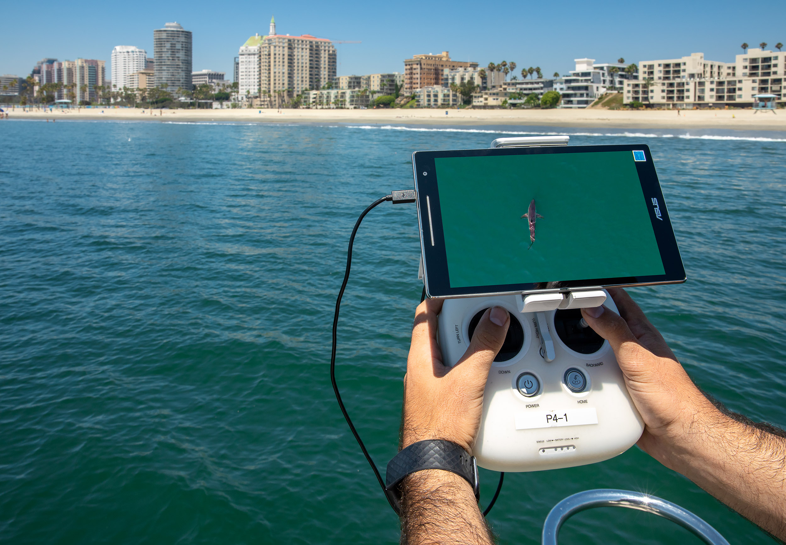 Sharks 101: Dispelling myths around the ocean's most feared fish ...