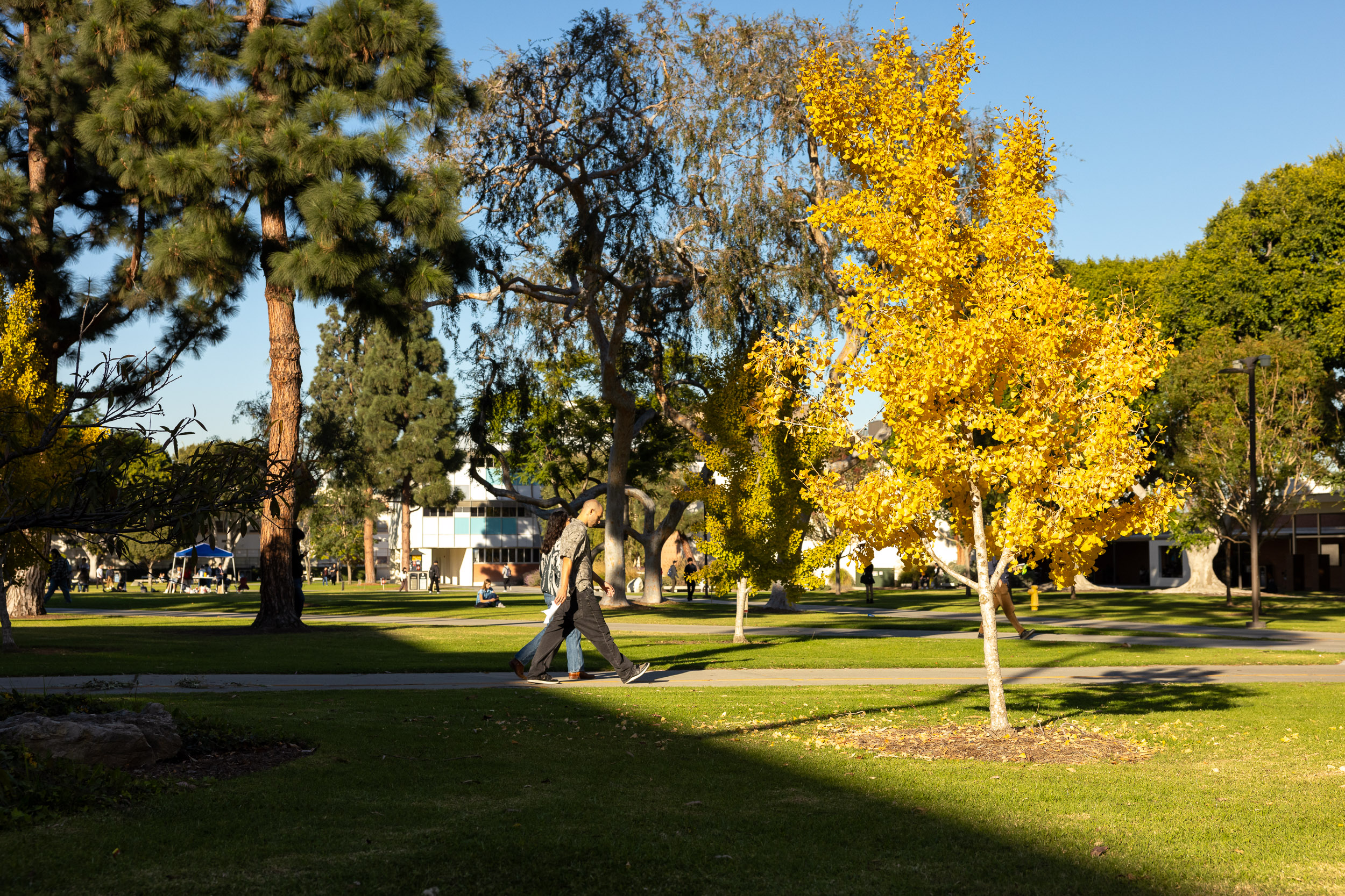 Milestone month marked by book launch, design awards | California State ...