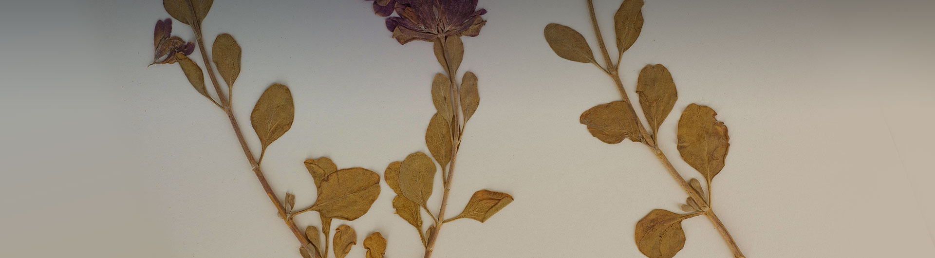 University's plant collection now part of national database ...