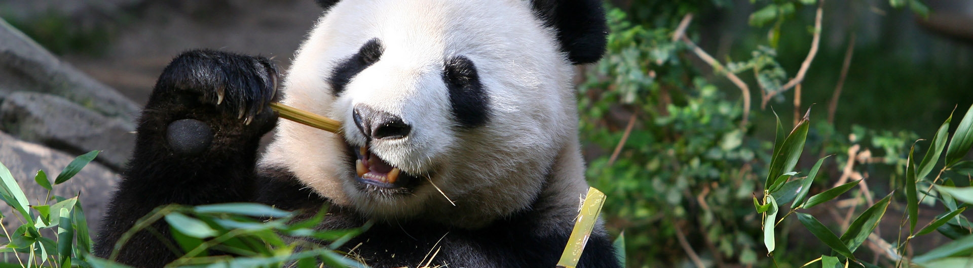 Pandas' dark eyes can be deceiving | California State University Long Beach