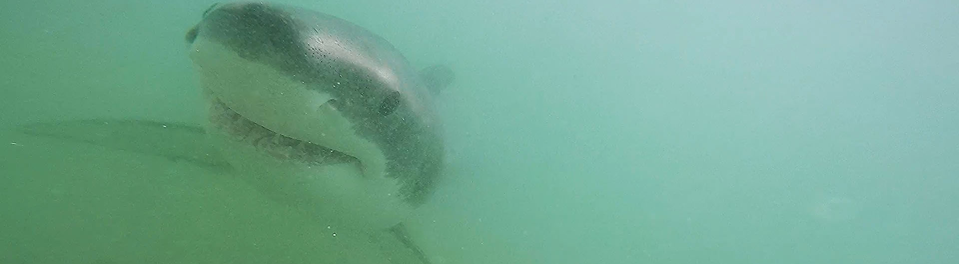 Cal State Long Beach Shark Lab Featured in Tonight’s “Sharks and the ...