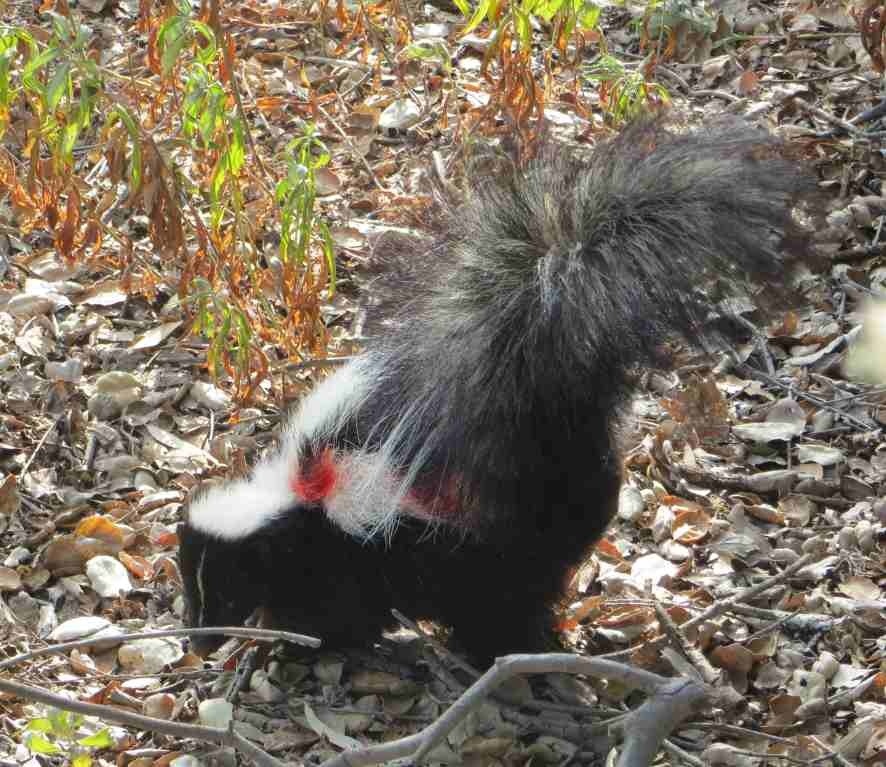 Skunks Spraying