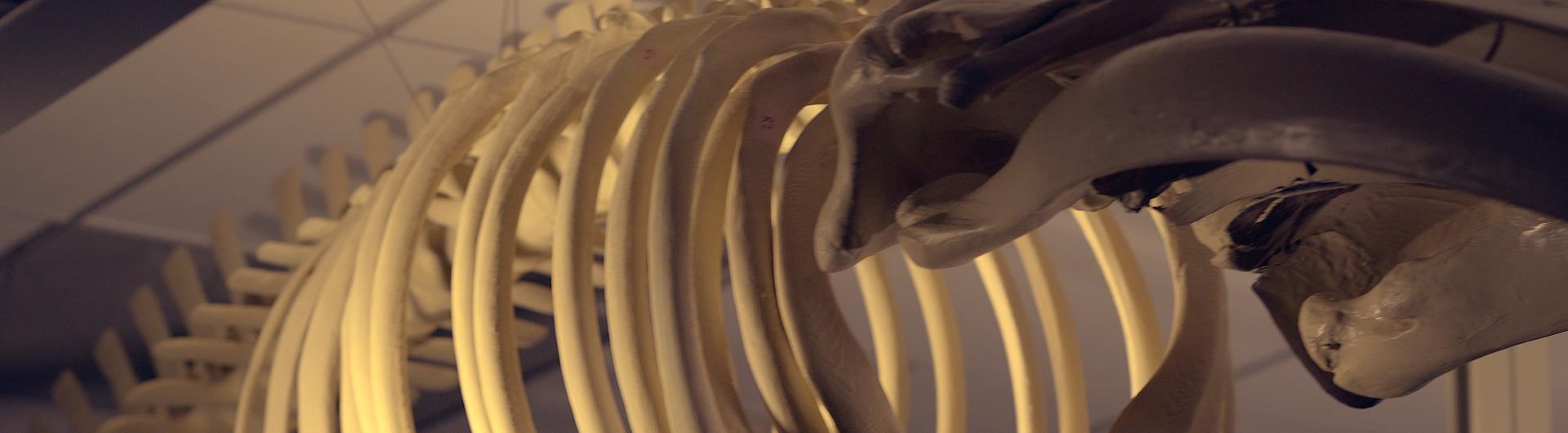 From whale bones to rocket science, 3D printing transforms student ...