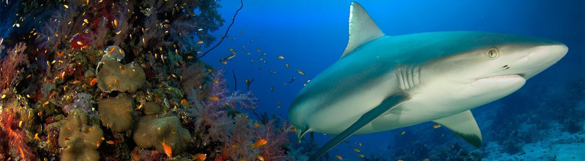 A Dive into Shark & Biodiversity Conservation | California State ...