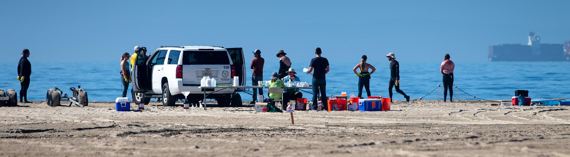 CSULB students join effort to assess impact of Huntington Beach oil ...