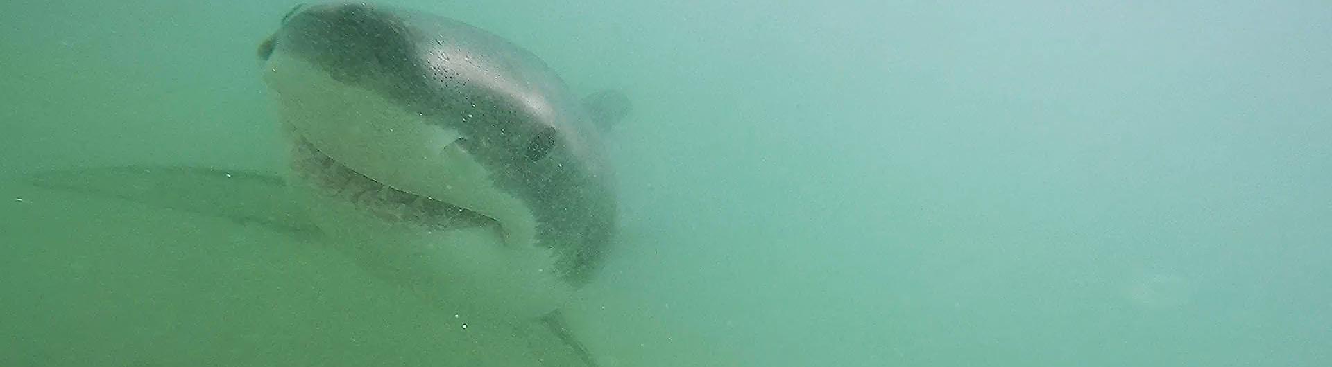 Cal State Long Beach Shark Lab Featured in Tonight’s “Sharks and the ...