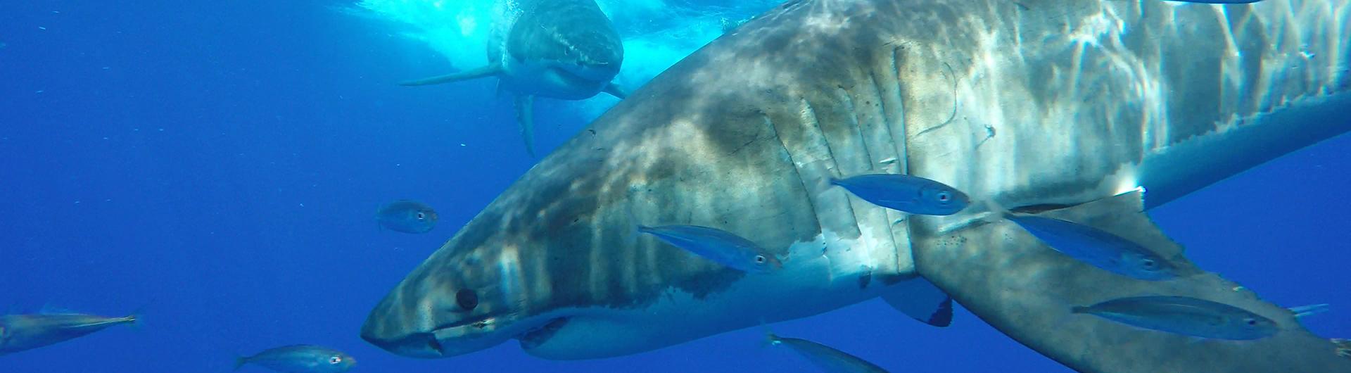 Shark Week @ The Beach | California State University Long Beach