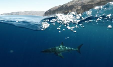 California State University, Long Beach