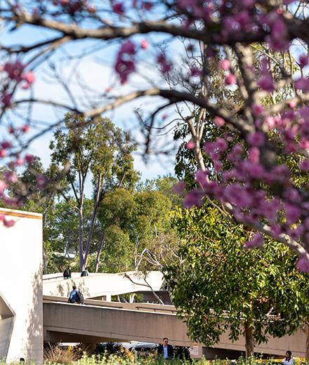 California State University, Long Beach