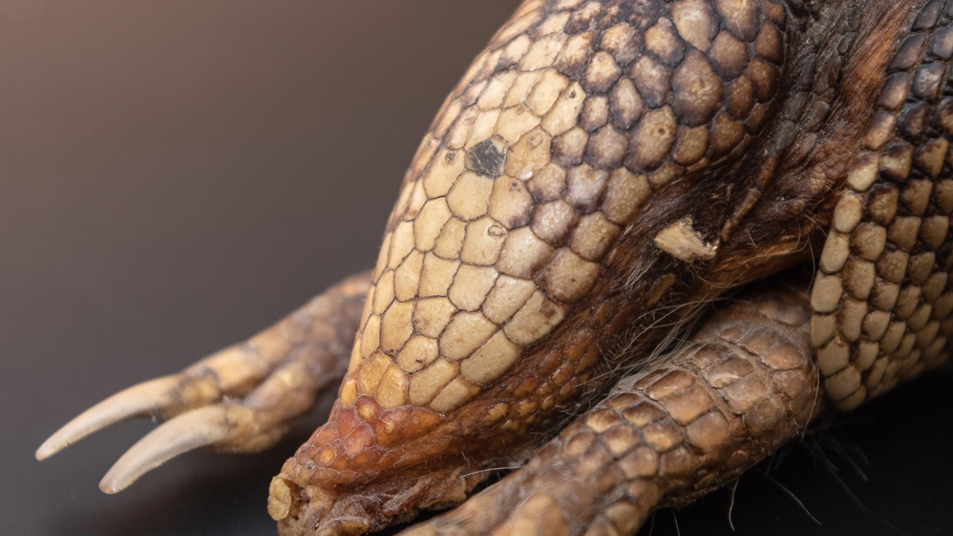 From oysters to armadillos, students explore science | California State ...