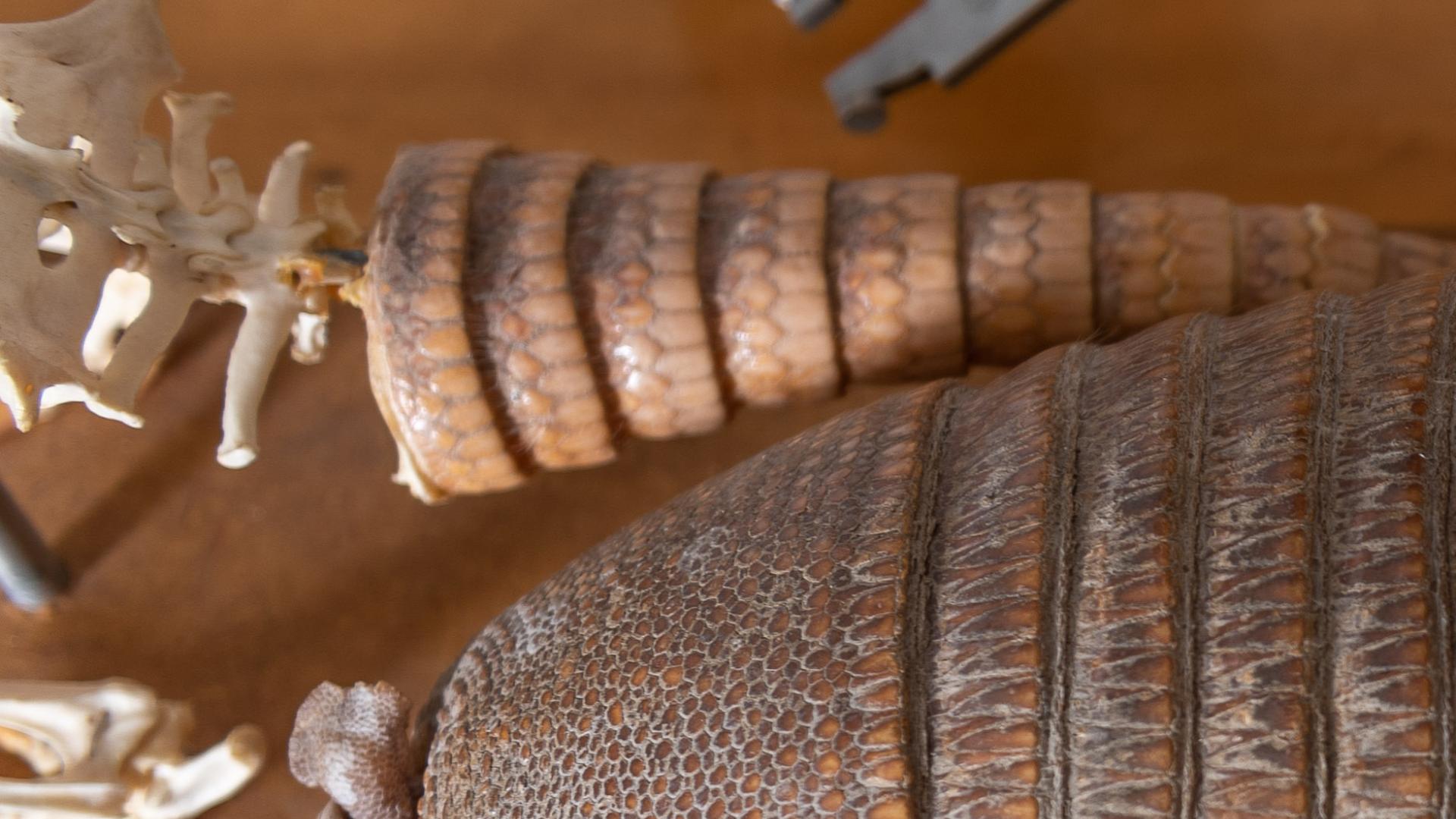 From oysters to armadillos, students explore science | California State ...